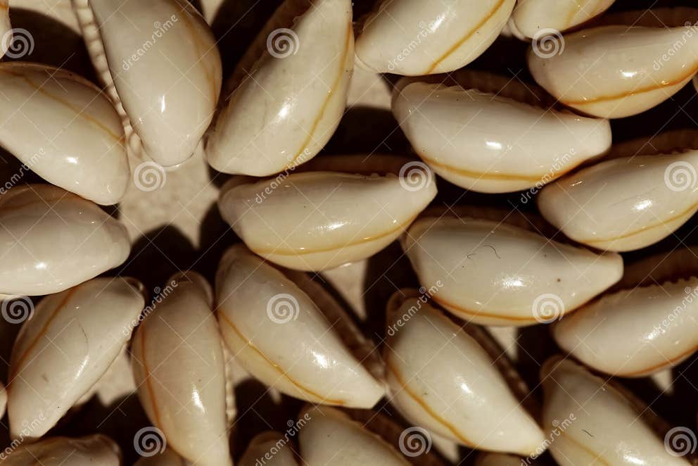 White cowrie shells stock image. Image of cowrie, seaside - 123041883