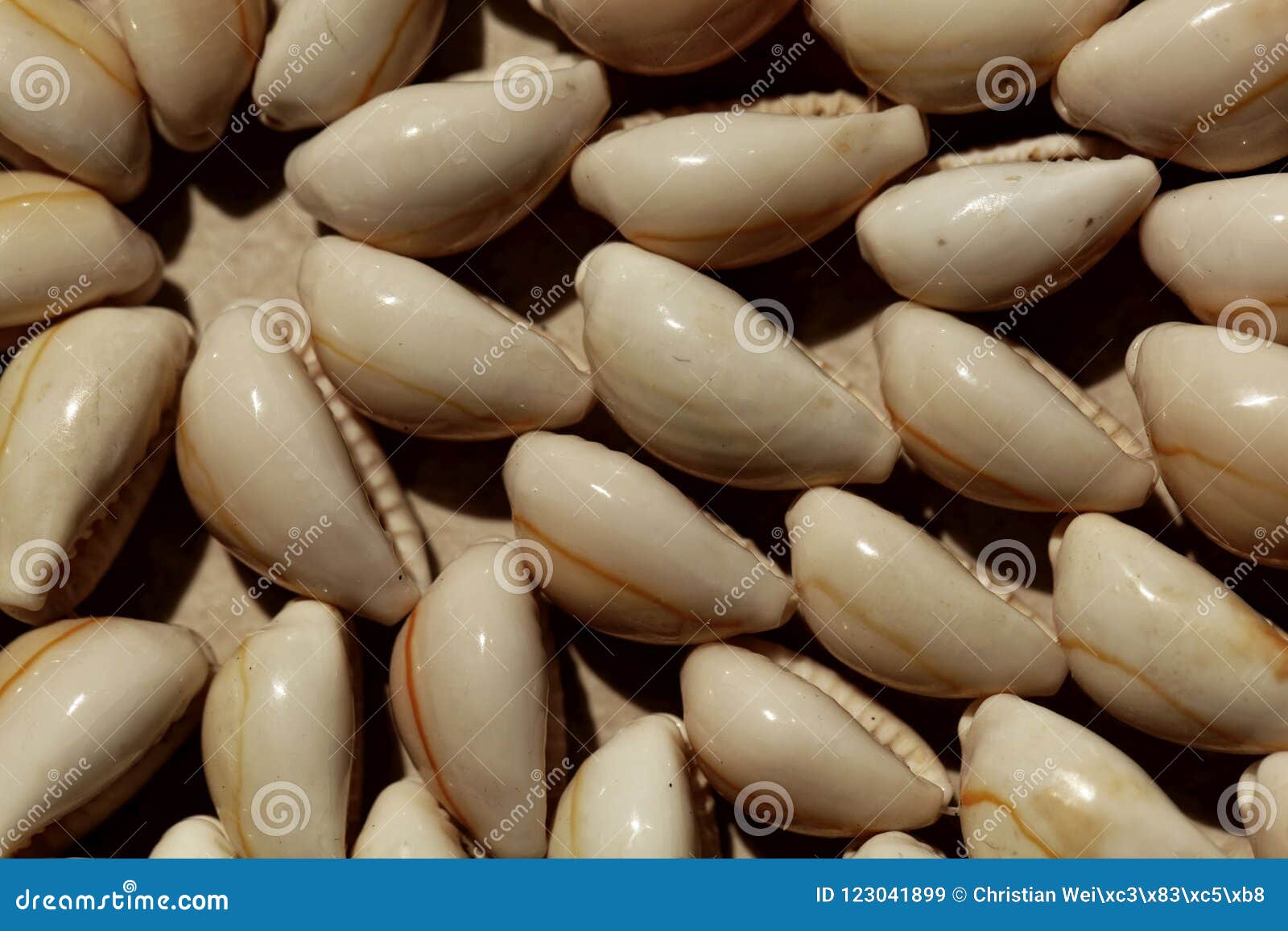 White cowrie shells stock image. Image of aquatic, background - 123041899