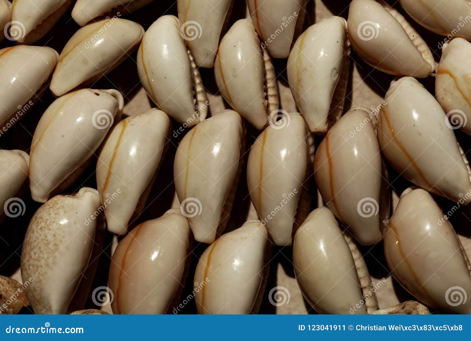White cowrie shells stock image. Image of collection - 123041911