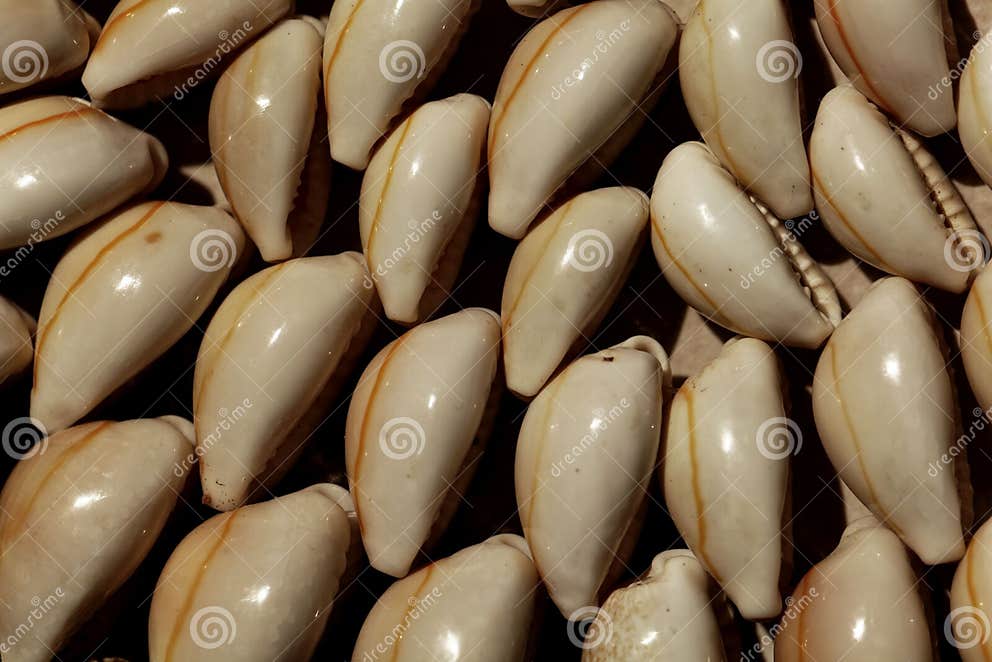 White cowrie shells stock photo. Image of cowrie, background - 123041904