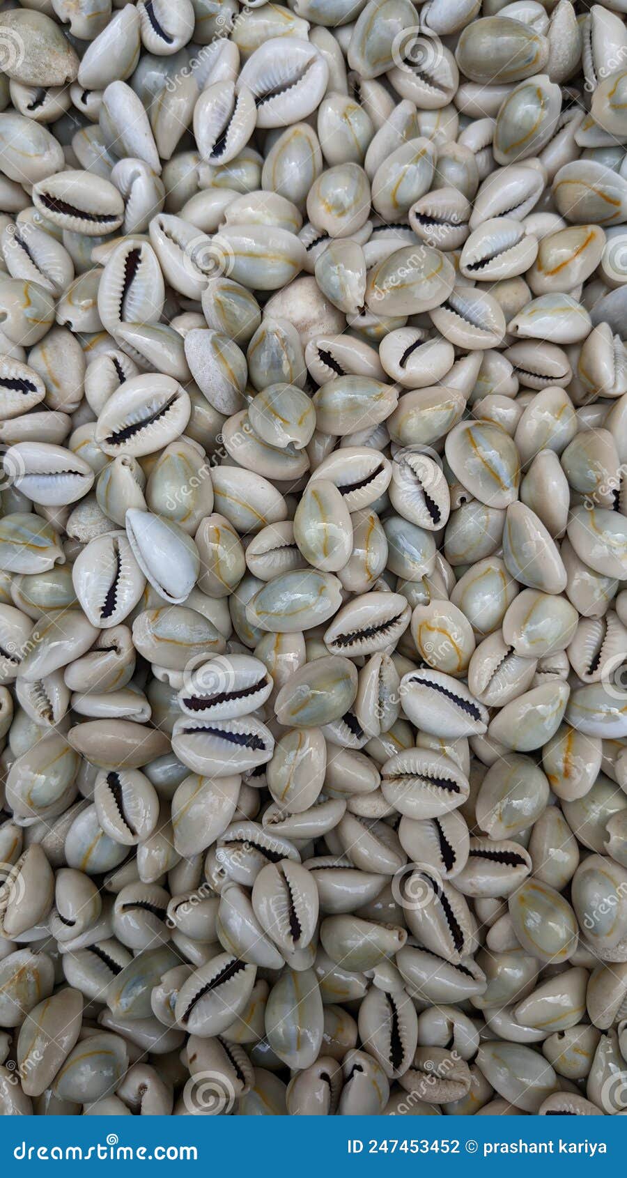 White cowrie stock photo stock photo. Image of wildlife - 247453452