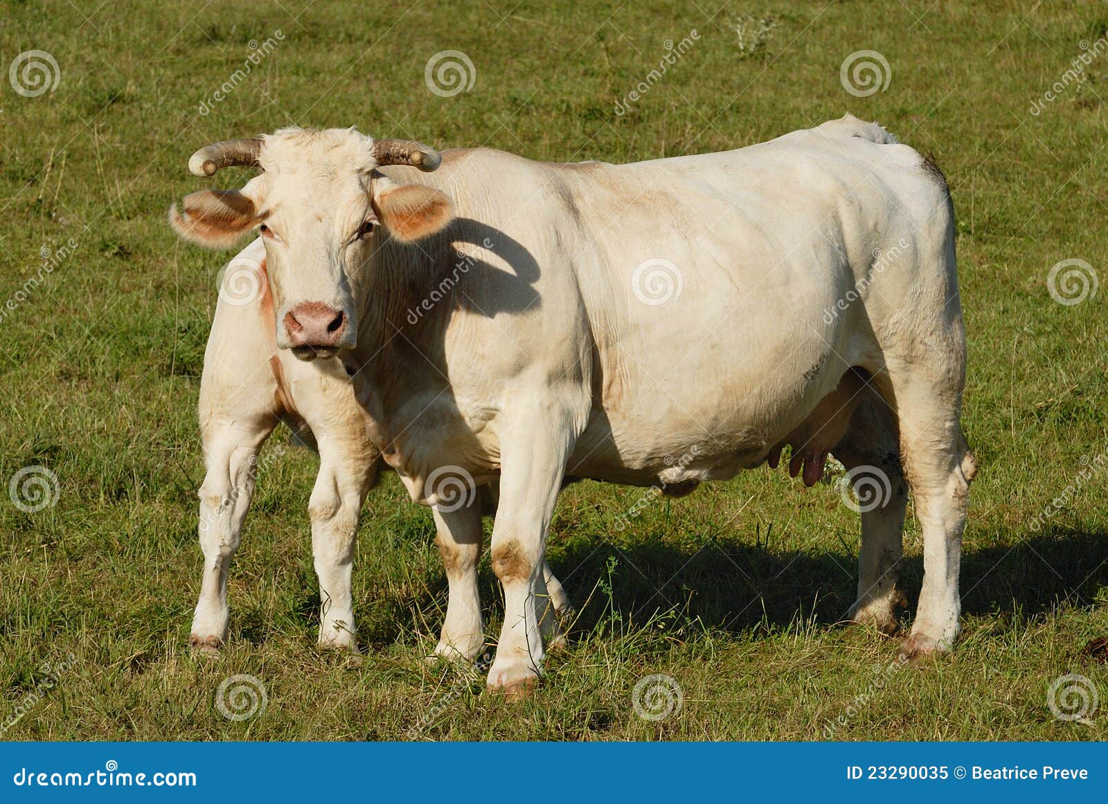 White cows stock image. Image of green, bullock, heifer - 23290035