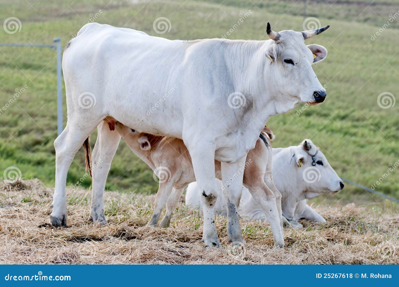 White cows stock photo. Image of grass, nature, calf - 25267618
