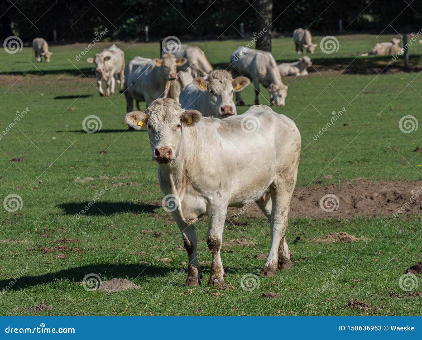 White Cows on a German Meadow Editorial Stock Photo - Image of calw ...