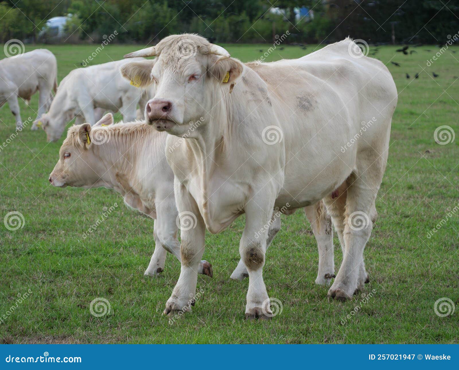 White cows in westphalia stock image. Image of field - 257021947
