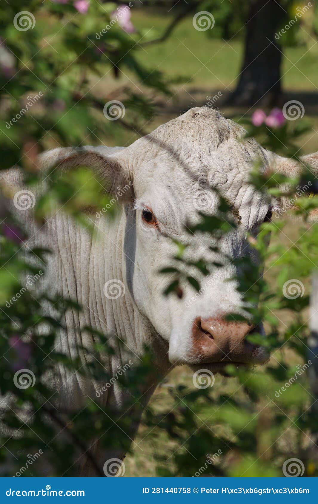 White Cows Head in the Bushes Stock Photo - Image of bushes, white ...