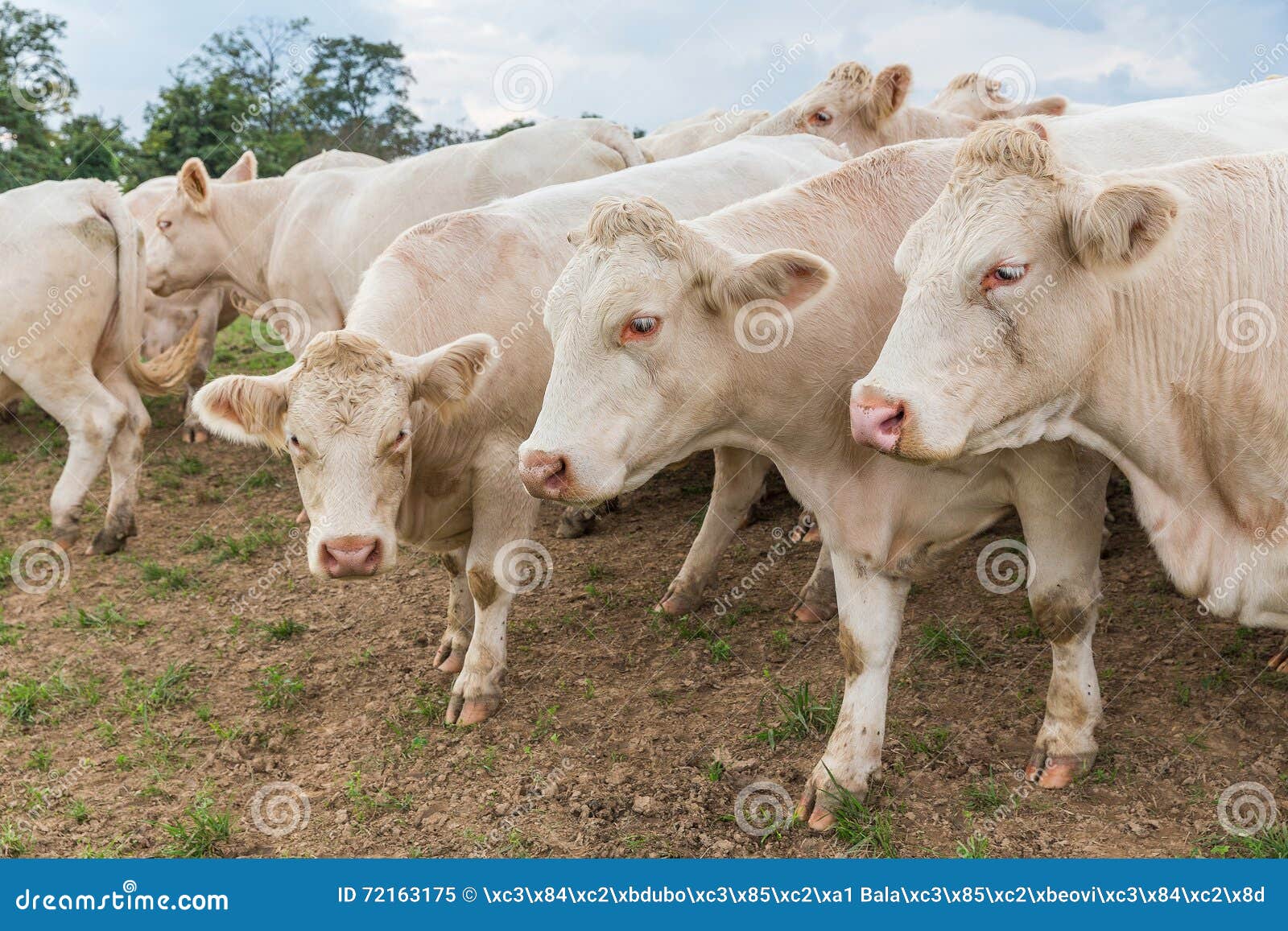 White cows stock image. Image of farm, holstein, eating - 72163175