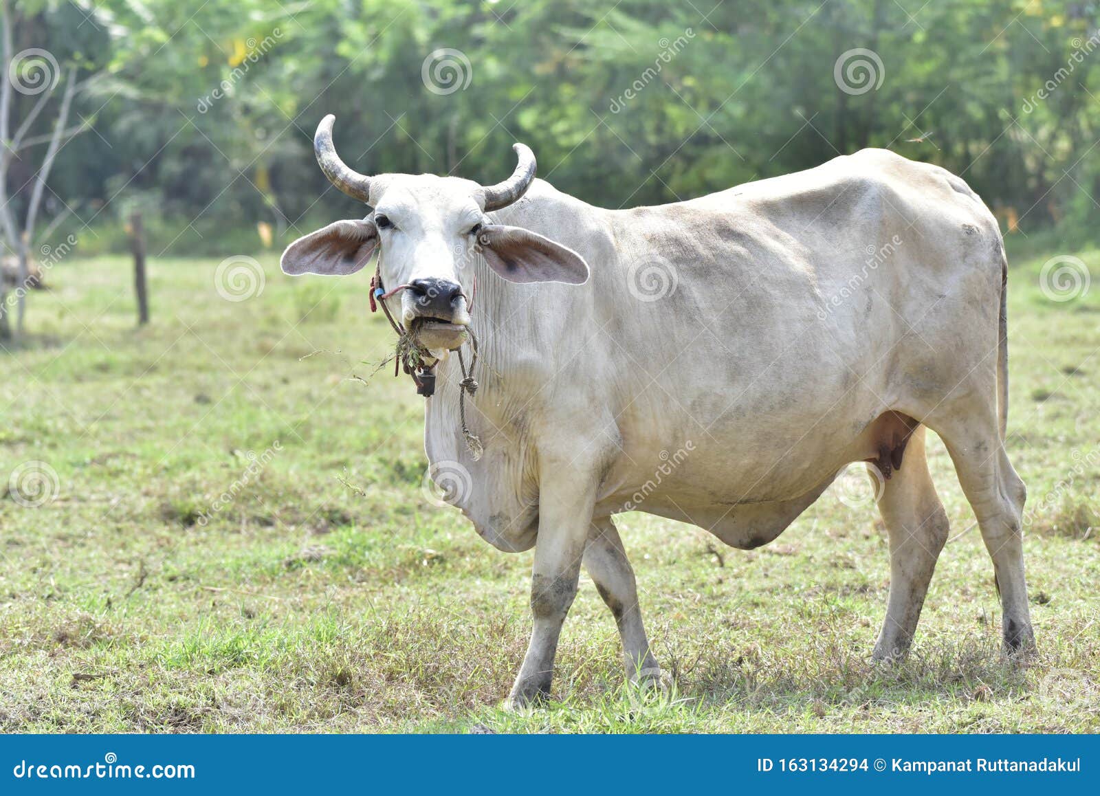 White Cows Stock Photos - Download 25,019 Royalty Free Photos