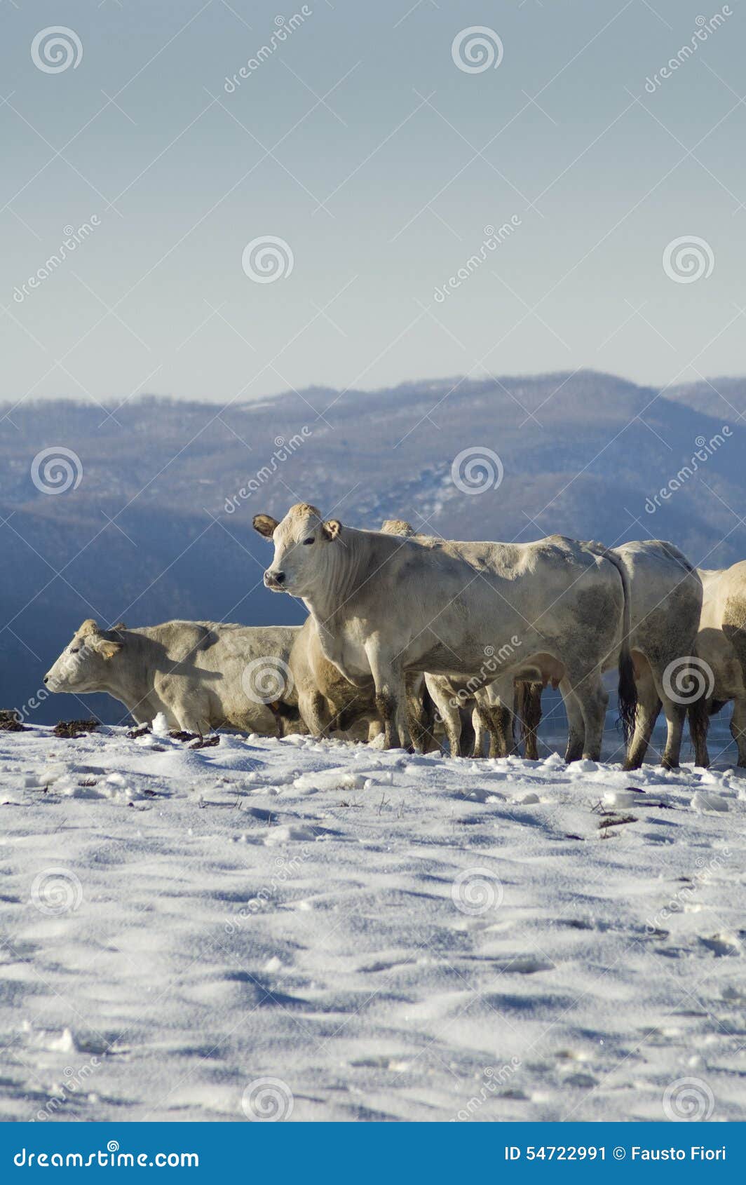 White cows stock image. Image of white, farm, pasture - 54722991