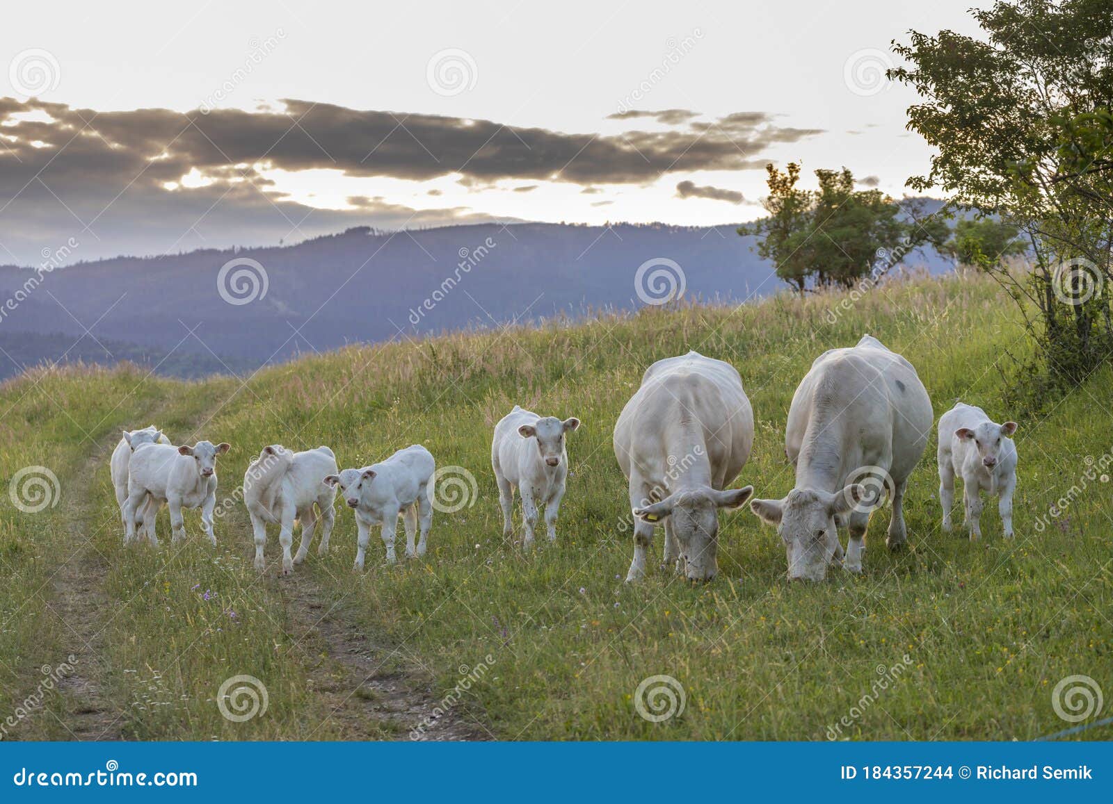 White Cows, Region Spis, Slovakia Stock Photo - Image of agriculture ...