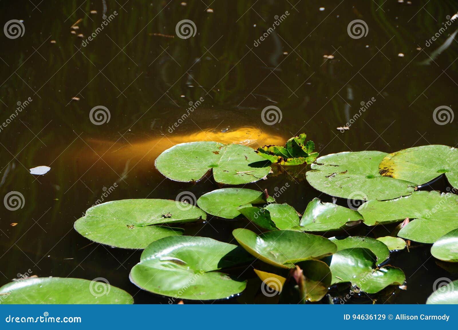White Coy Fish in a Backyard Garden Pond Stock Image - Image of flower ...