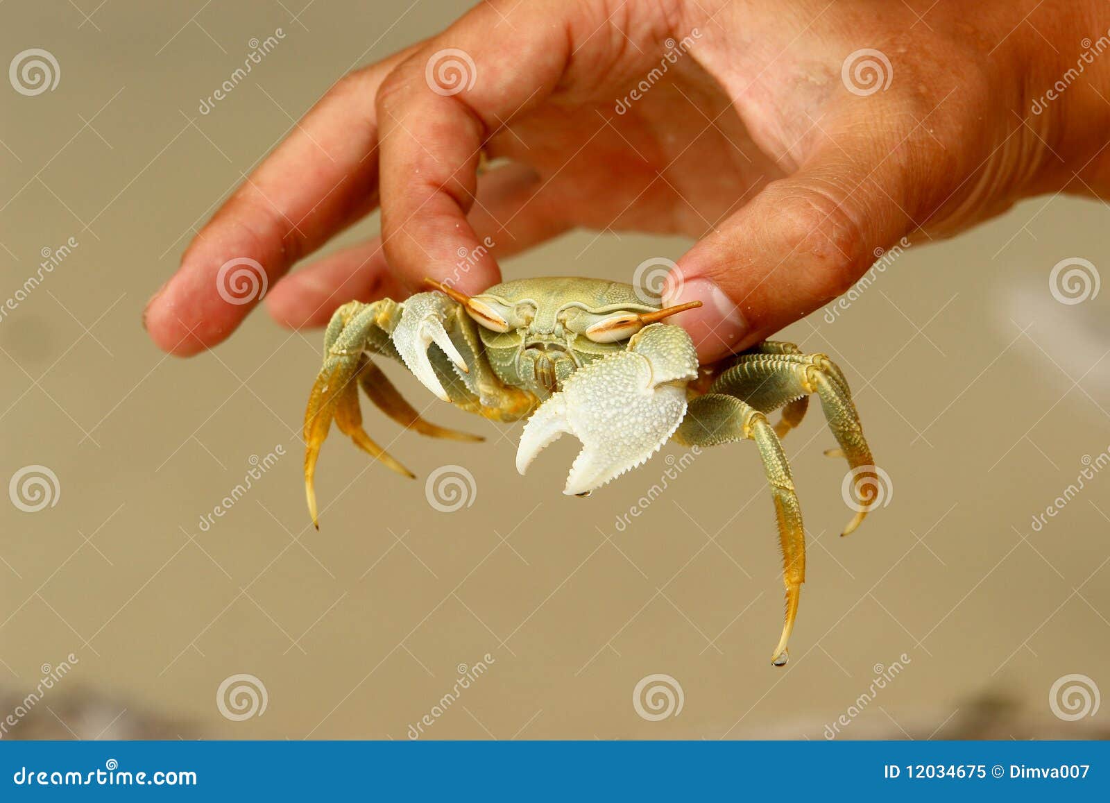 White crab stock image. Image of resort, blue, horizon - 12034675