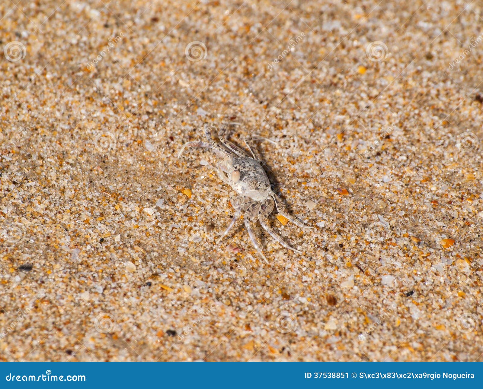 White crab stock image. Image of crab, asia, sand, walk - 37538851