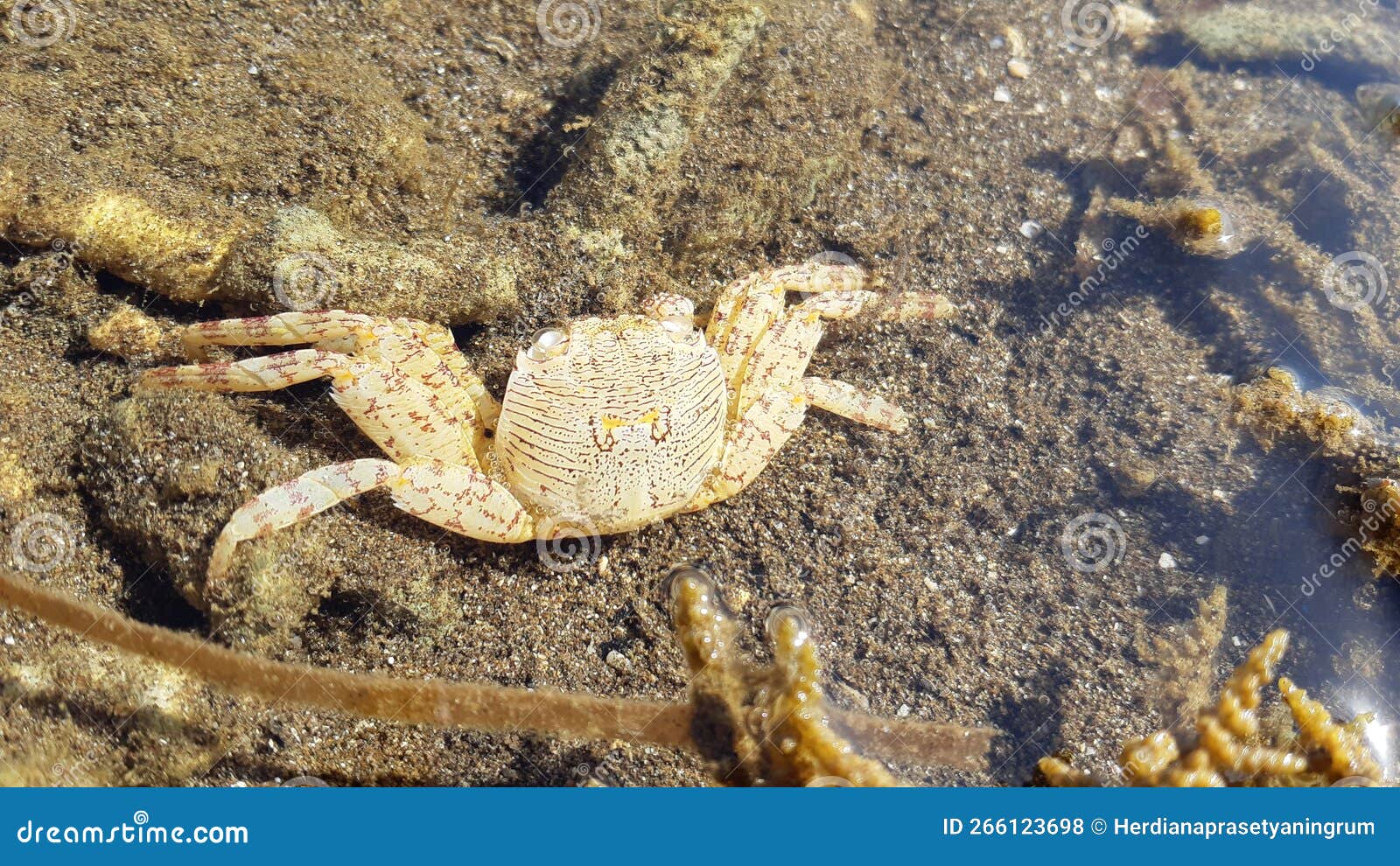 White crab at the beach stock photo. Image of wildlife - 266123698