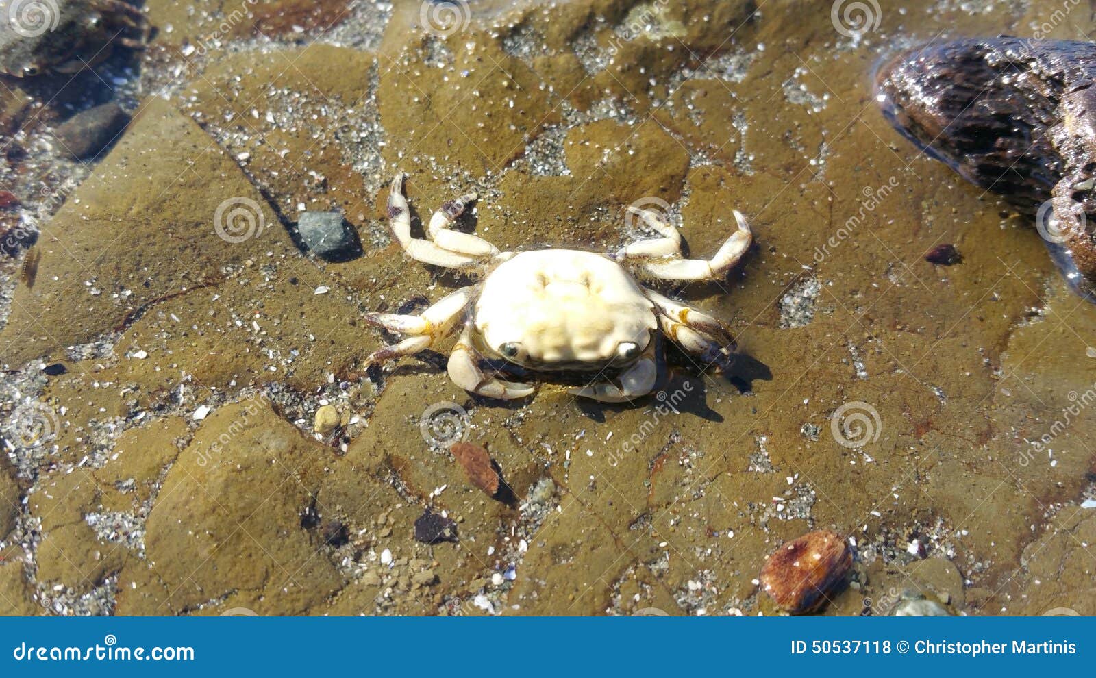White crab stock photo. Image of sound, unique, puget - 50537118