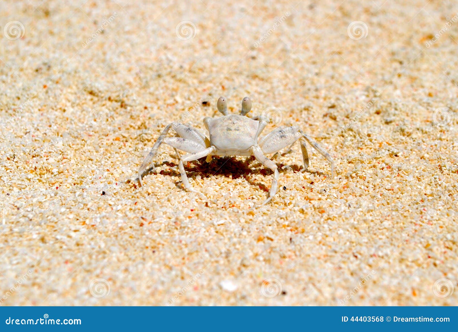 White Crab says Hello stock photo. Image of eyes, legs - 44403568