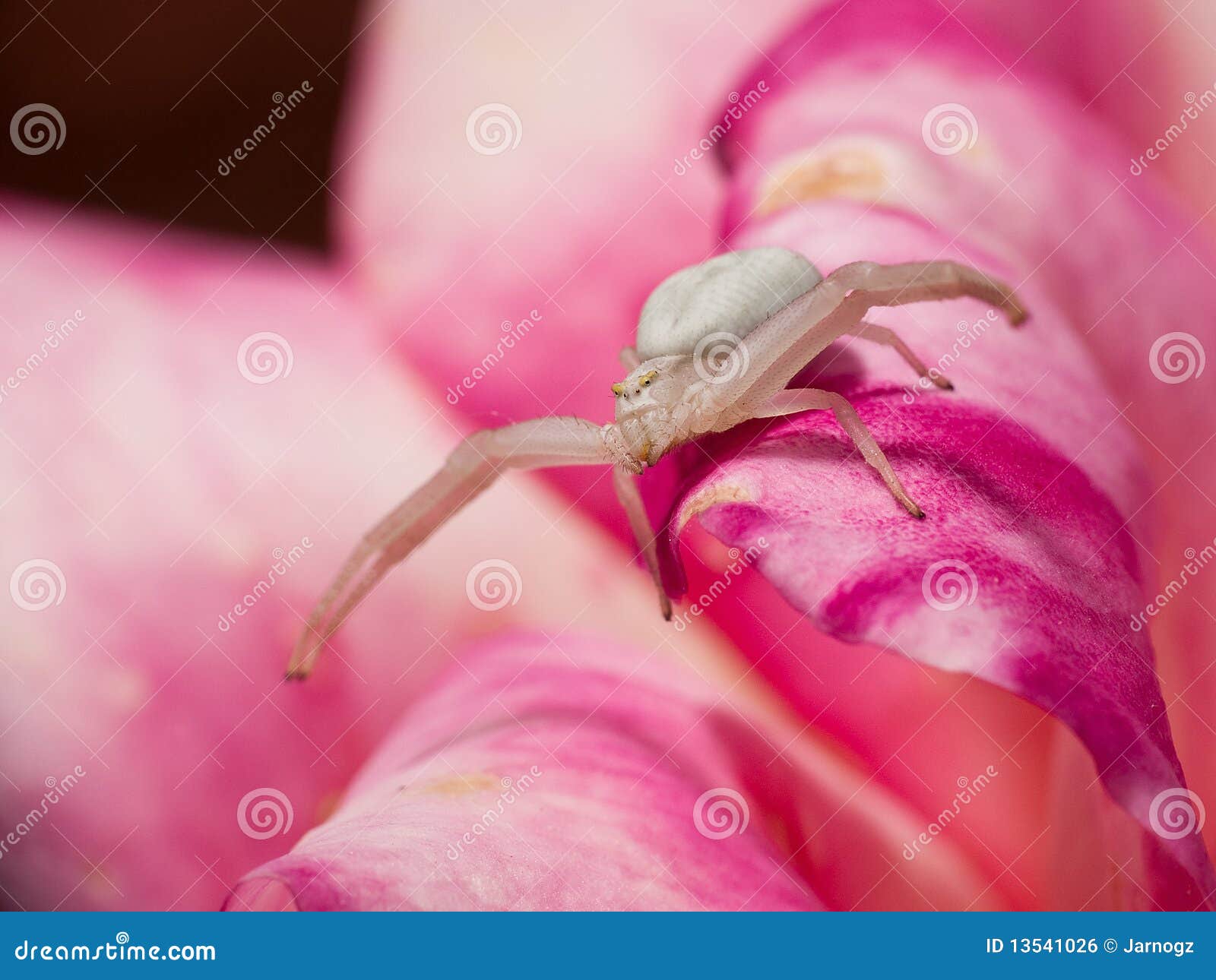 White crab spider stock photo. Image of macro, spider - 13541026