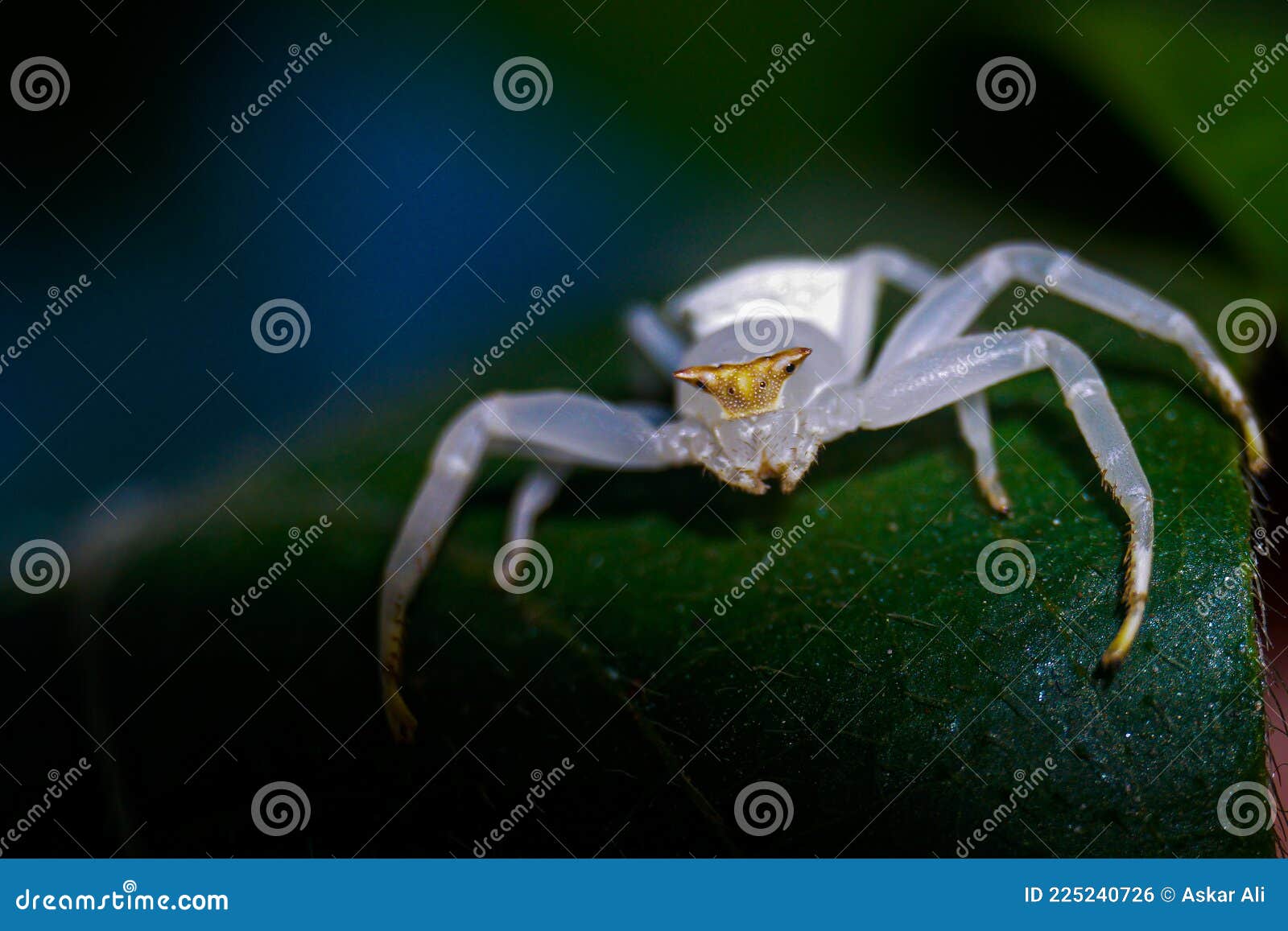 White Crab spider stock photo. Image of white, crab - 225240726
