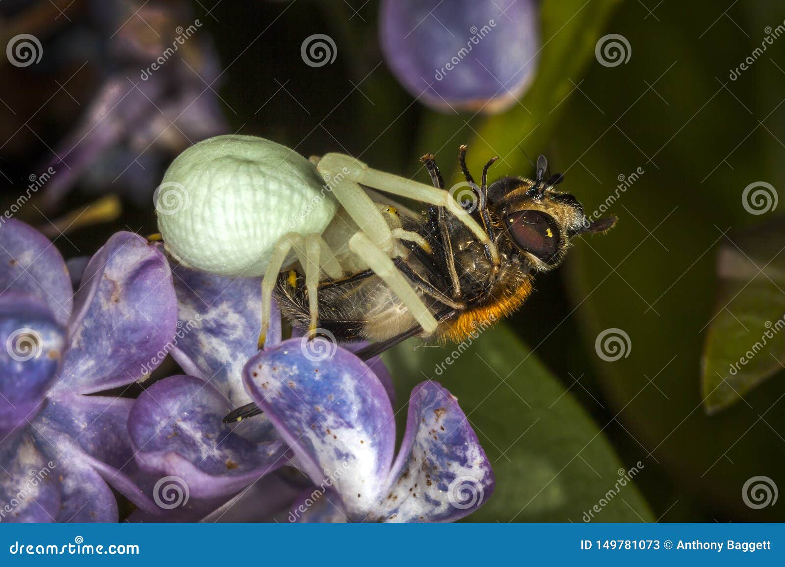 White Crab Spider with a Bee Stock Image - Image of meal, killing ...