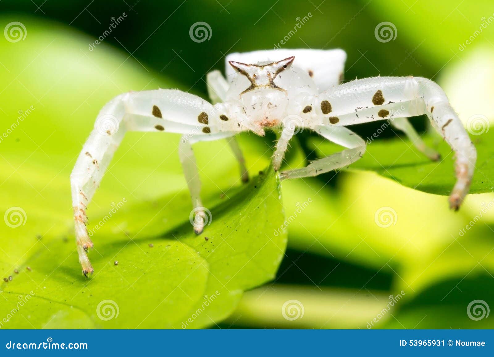 White Crab Spider stock image. Image of hunter, native - 53965931