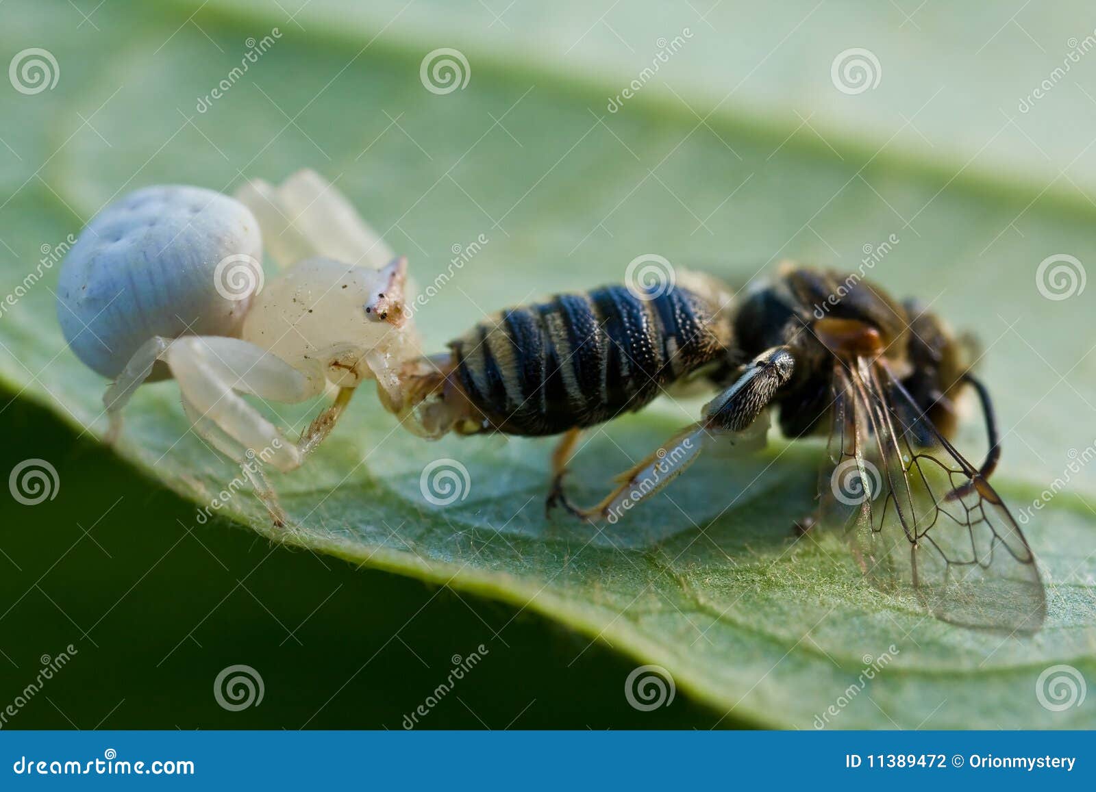 A White Crab Spider with Prey - a Bee Stock Photo - Image of ...