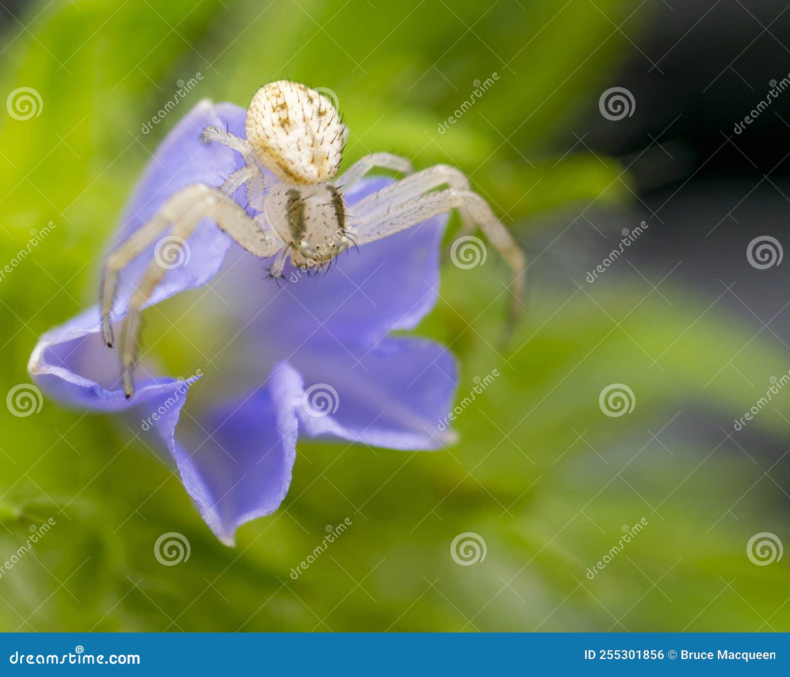 White Crab Spider stock photo. Image of crab, animal - 255301856