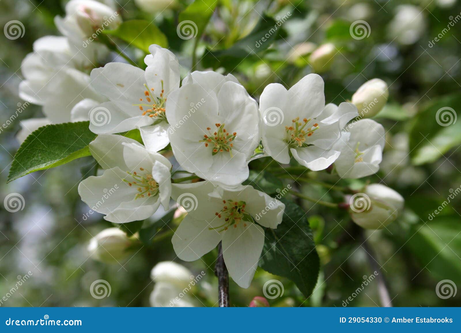 White Crabapple Flowers and Buds Stock Photo - Image of littlefork ...