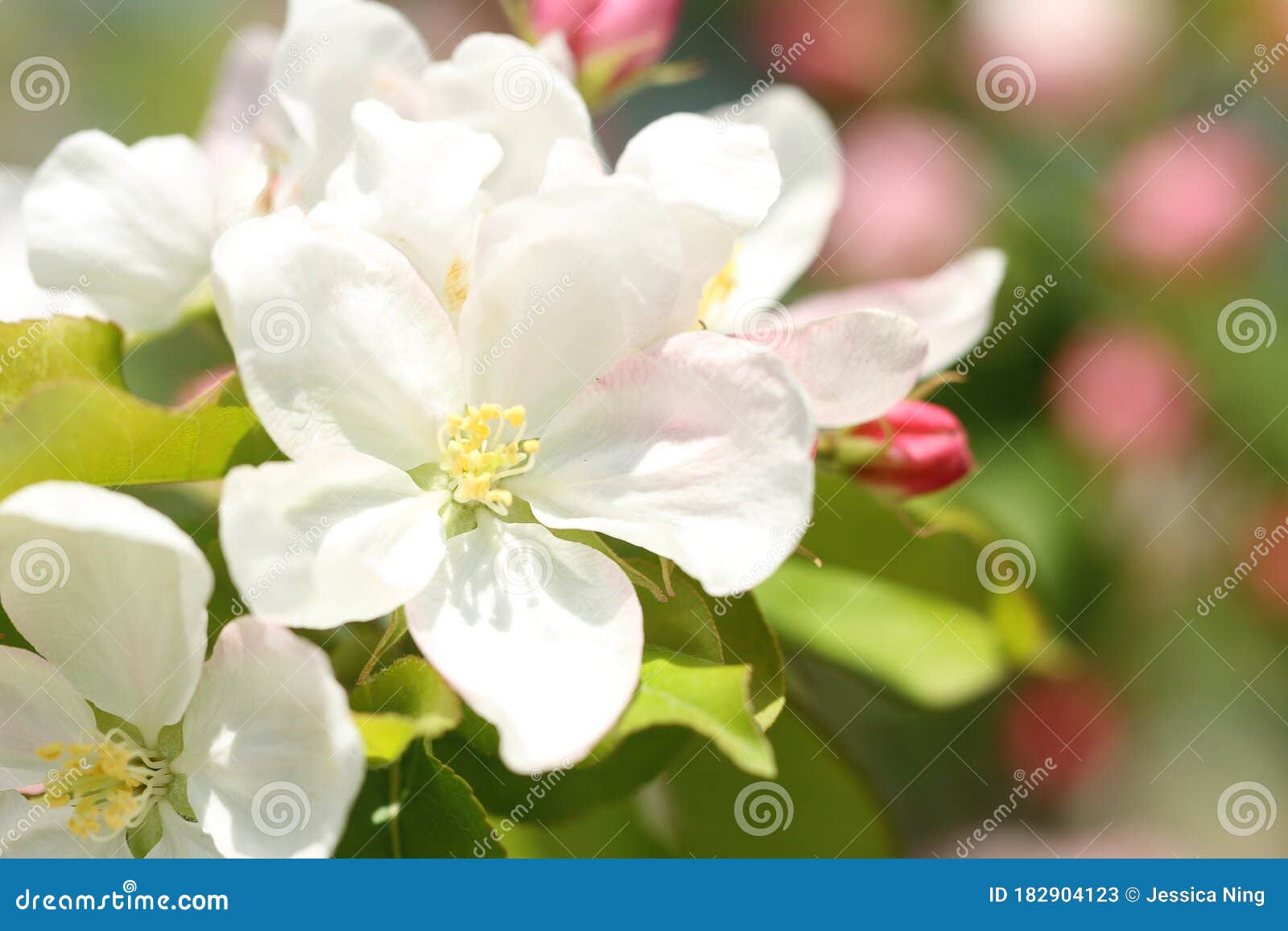 White Crabapple Flowers in Spring Stock Image - Image of blue, tree ...
