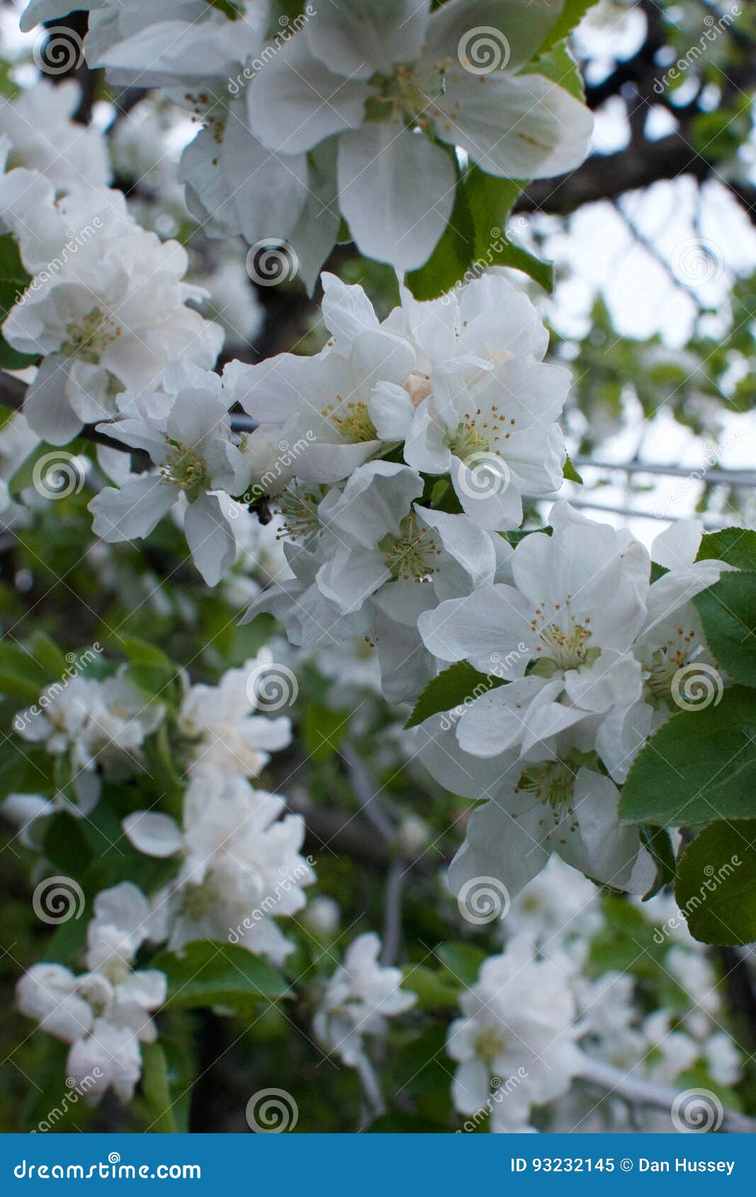 White Crabapple Tree Blossoms Closeup Stock Image - Image of tree ...