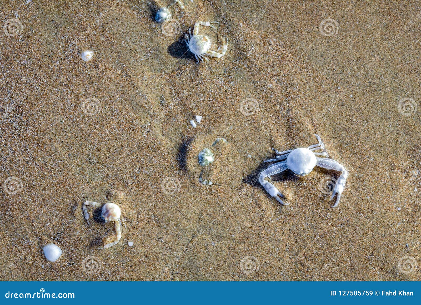 White Crabs Washed Out at Shors Stock Image - Image of sand, crabs ...