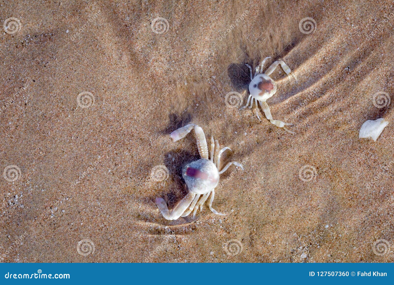 White Crabs Washed Out at Shors Stock Photo - Image of nature ...