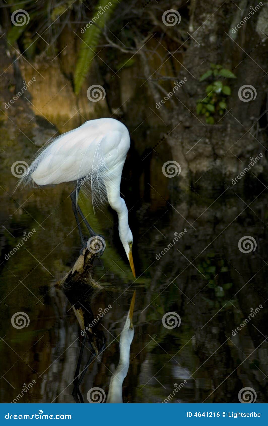 White Crane Fishing stock photo. Image of perched, pond - 4641216