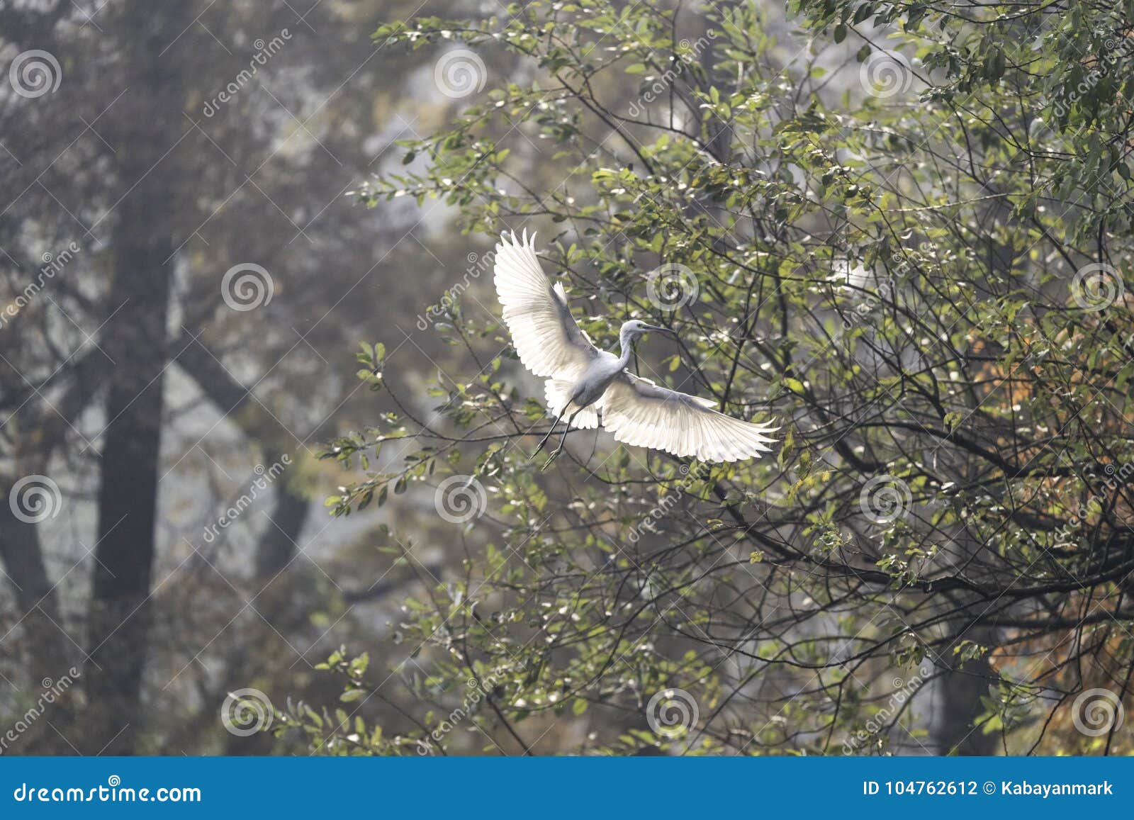 White Crane Soaring through Trees Stock Photo - Image of leaf, foliage ...