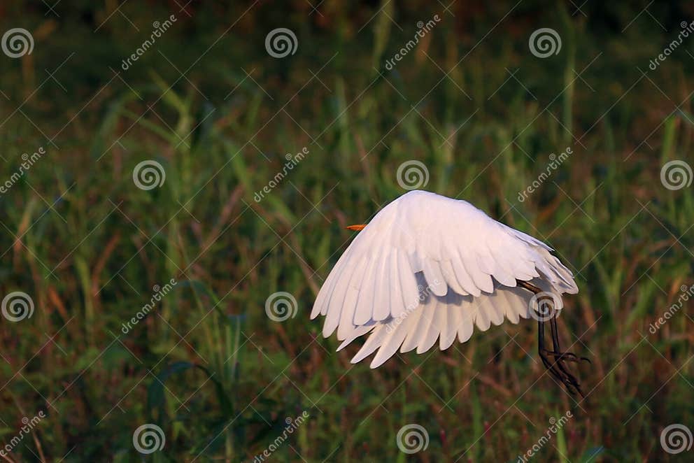 White Crane Take Off To Fly Stock Photo - Image of heron, nature: 182102084