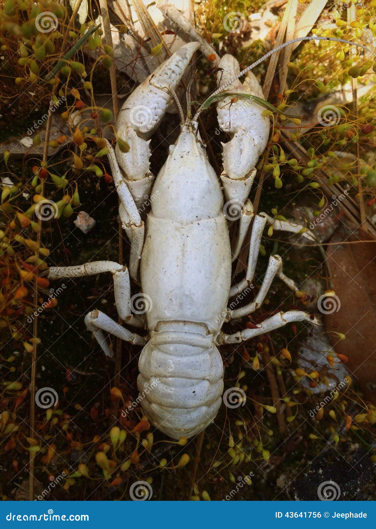White crayfish stock photo. Image of bleached, crayfish - 43641756