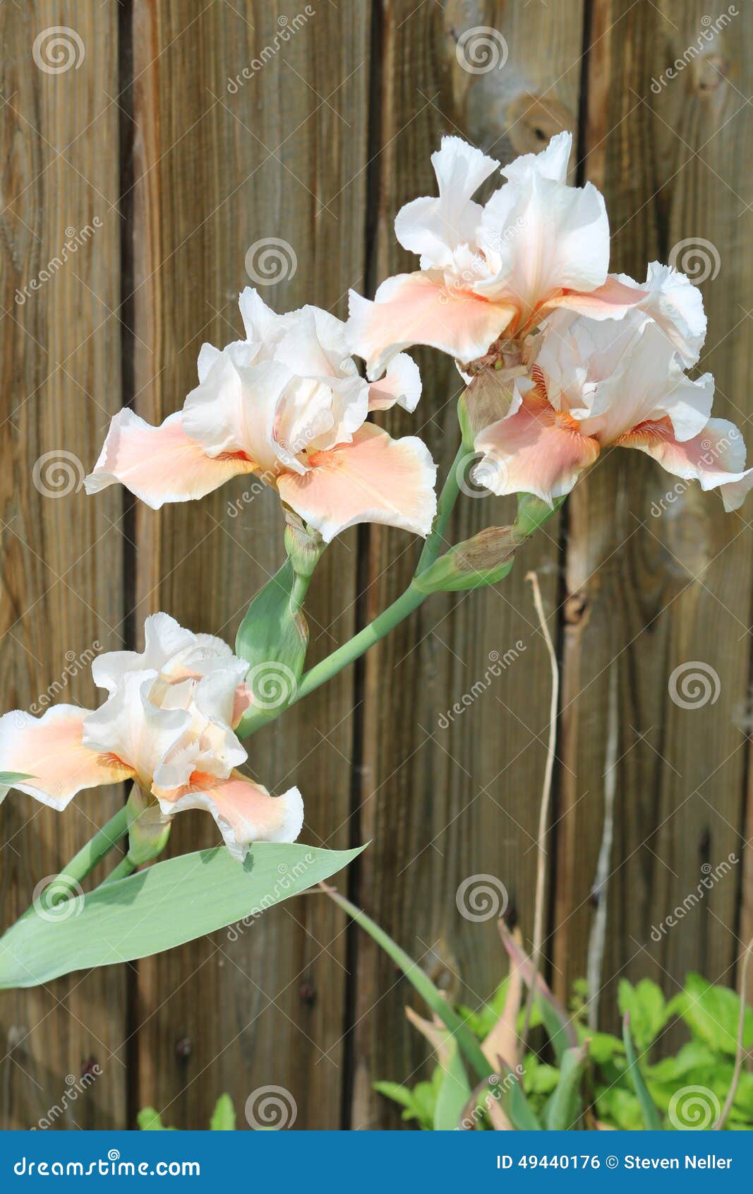 White Cream Iris stock photo. Image of three, iris, cream - 49440176