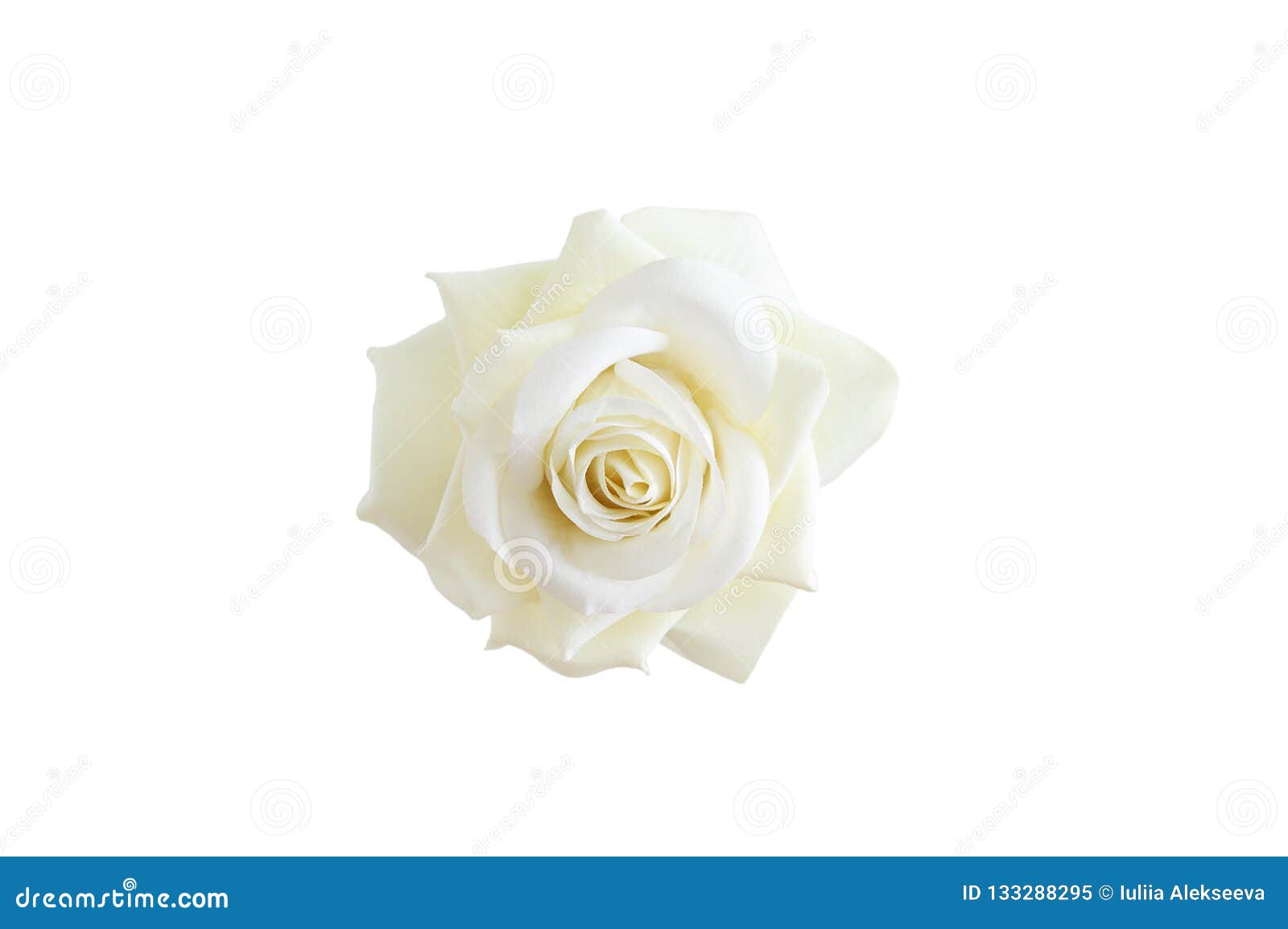 White Cream Rose Bud Close Up. Stock Image - Image of gift, object ...