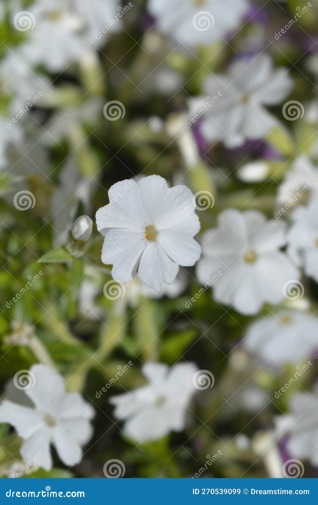 White Creeping Phlox stock image. Image of white, creeping - 270539099