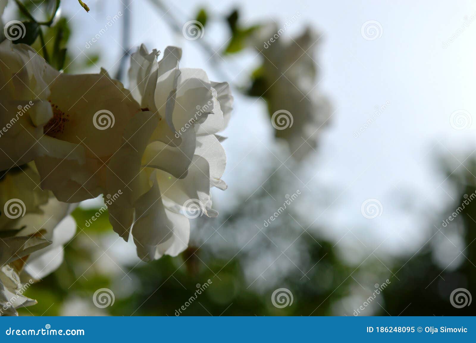 White creeping roses stock image. Image of color, roses - 186248095