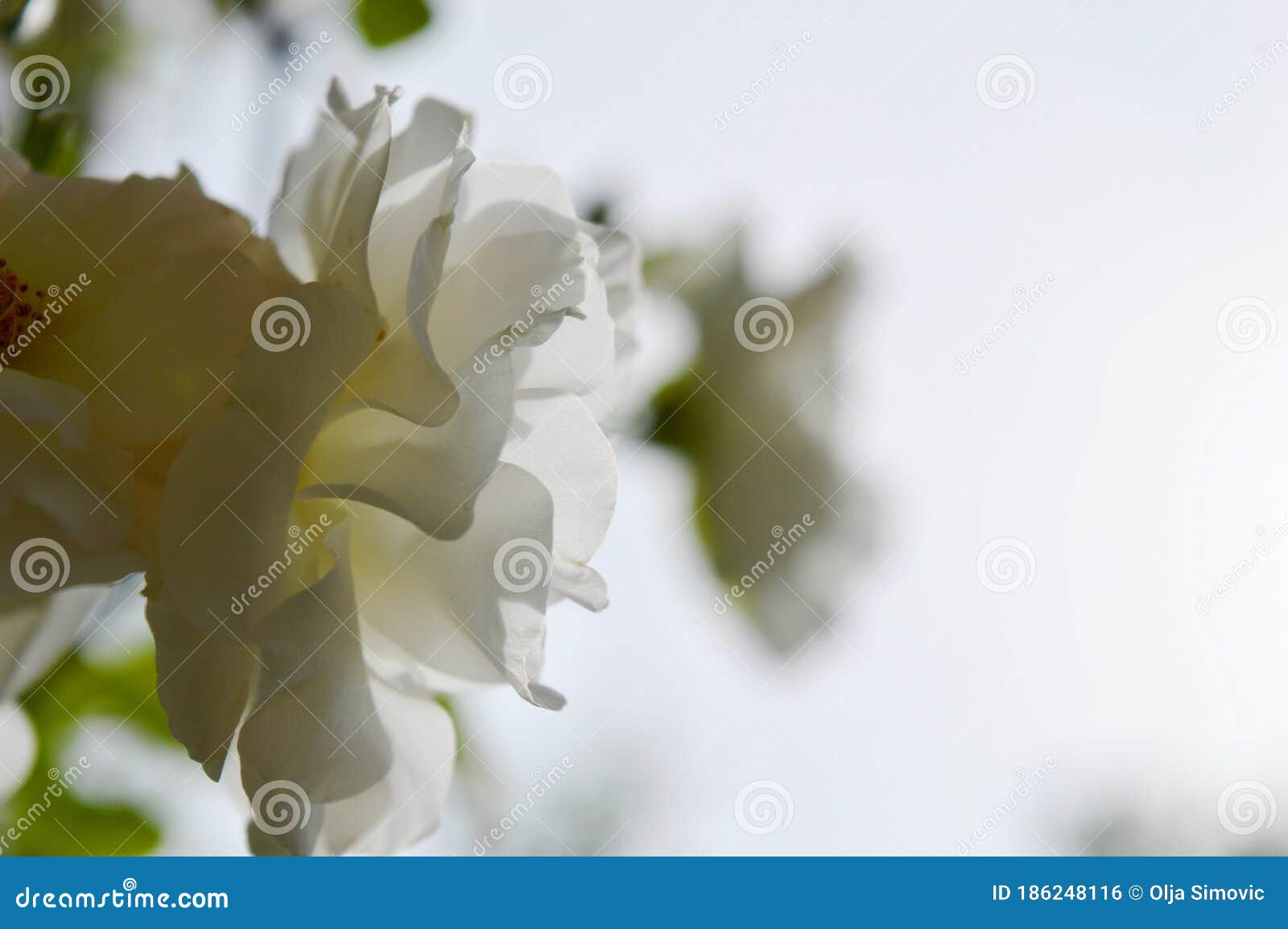White creeping roses stock photo. Image of white, creeping - 186248116