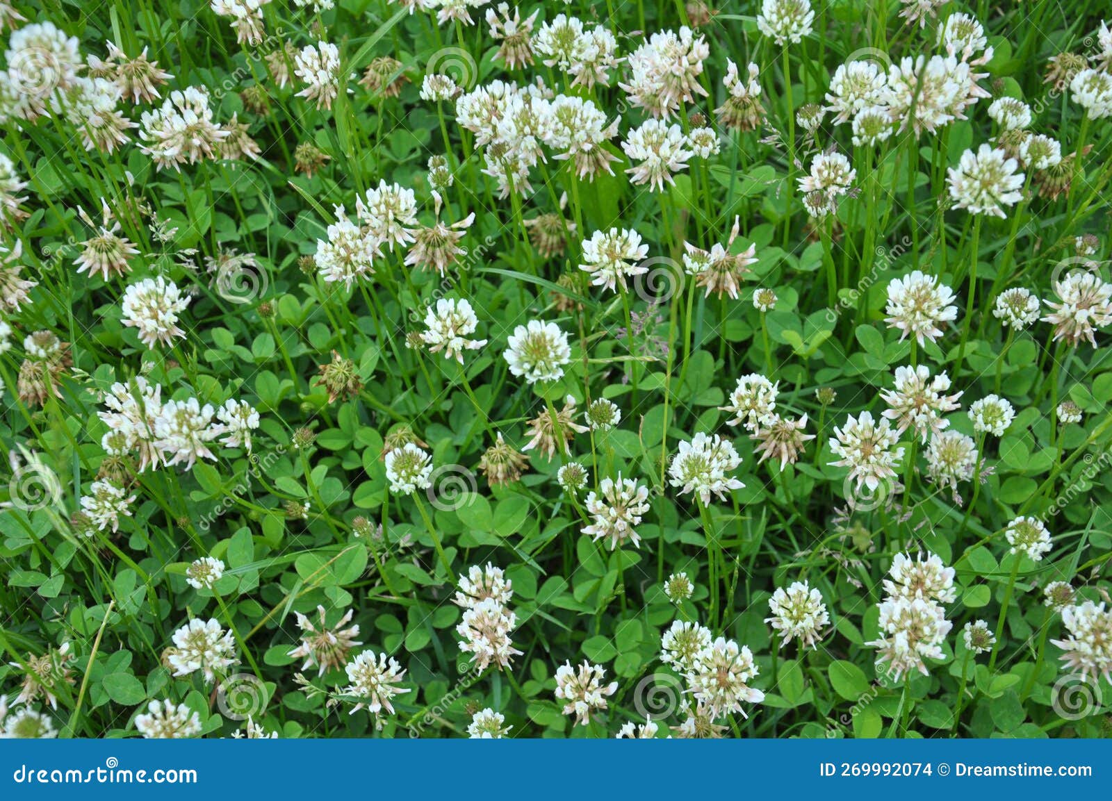 White Creeping (Trifolium Repens) Clover Grows in Nature Stock Photo ...