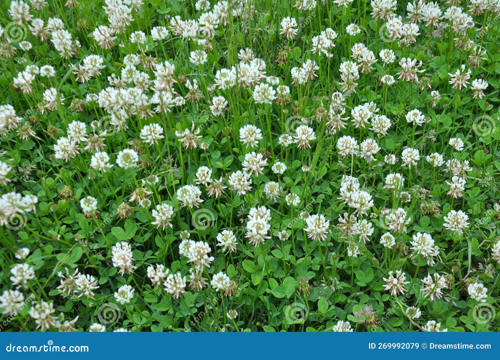 White Creeping (Trifolium Repens) Clover Grows in Nature Stock Image ...