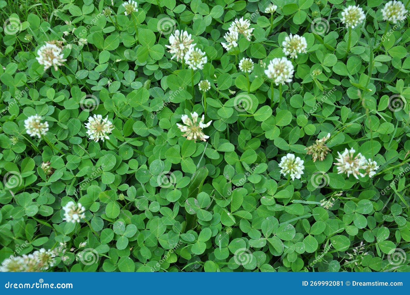 White Creeping (Trifolium Repens) Clover Grows in Nature Stock Image ...