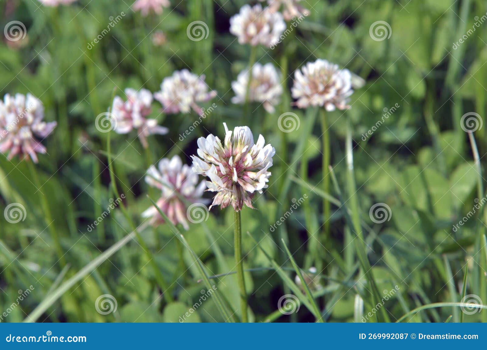 White Creeping (Trifolium Repens) Clover Grows in Nature Stock Image ...