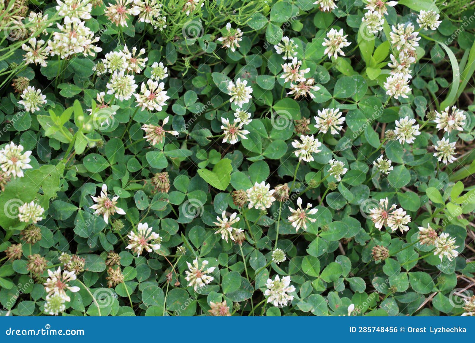 White Creeping (Trifolium Repens) Clover Grows in Nature Stock Photo ...