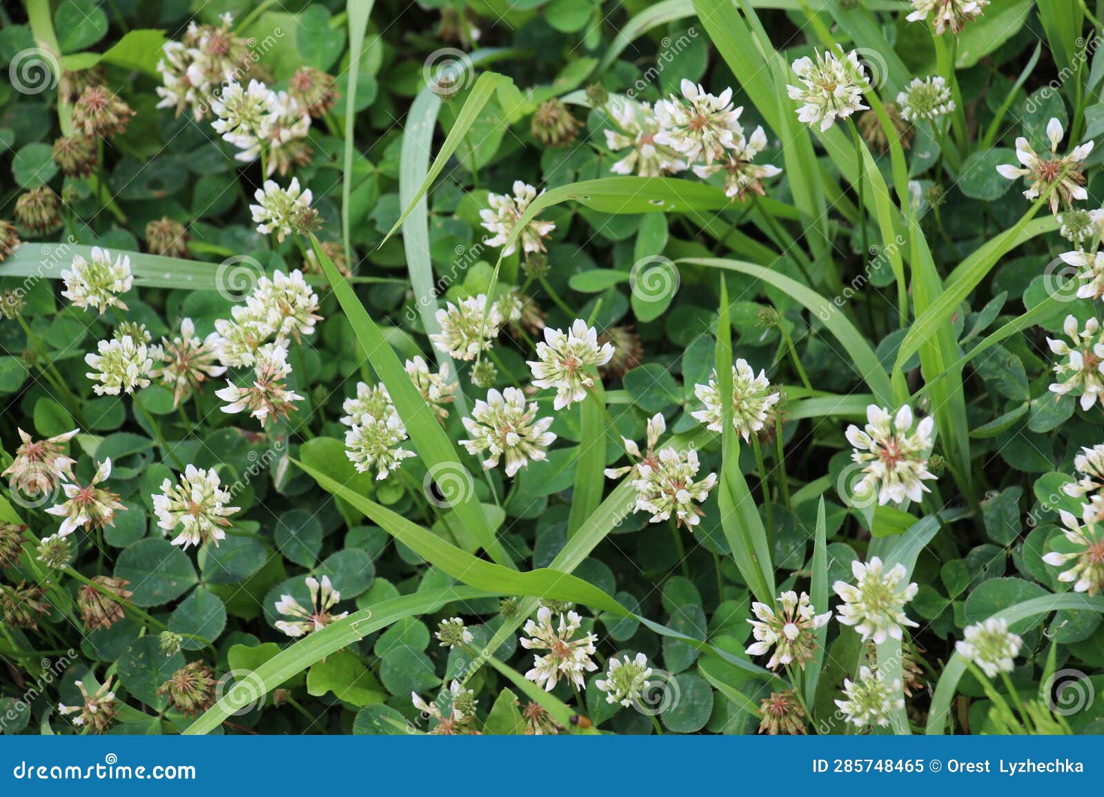 White Creeping (Trifolium Repens) Clover Grows in Nature Stock Image ...