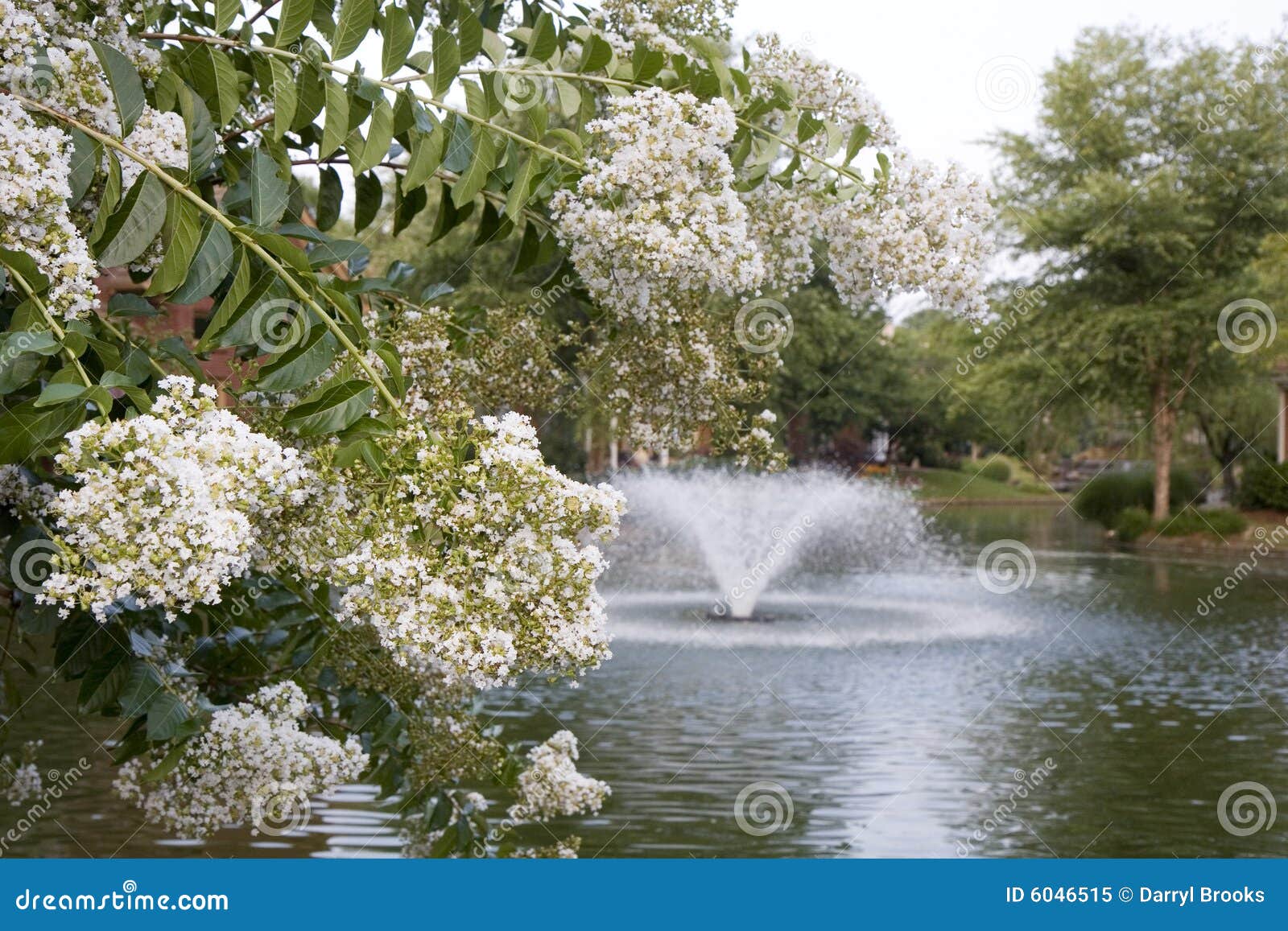 White Crepe Myrtle and Fountain Stock Image - Image of floral, nature ...
