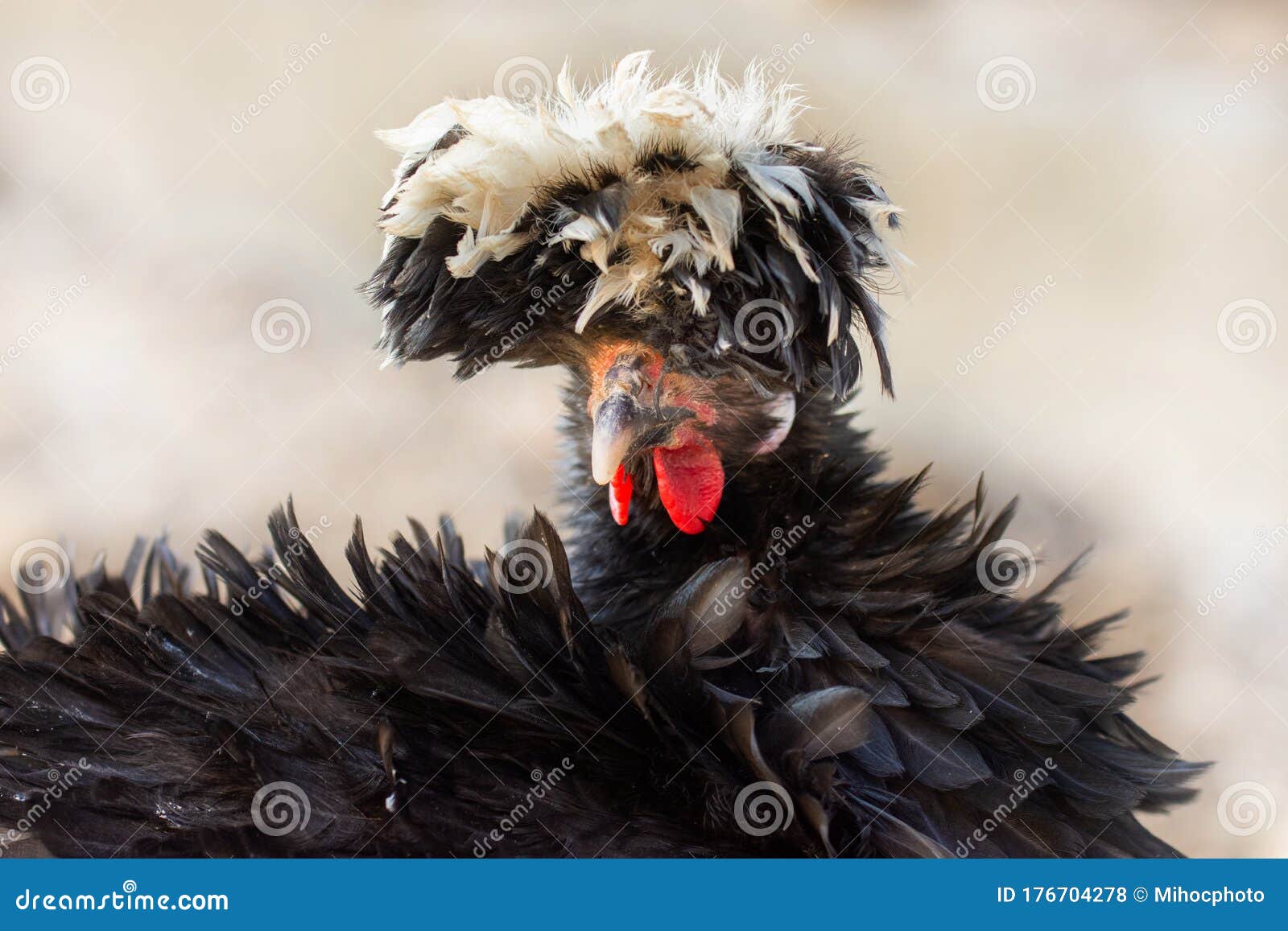 White Crested Black Polish Chicken Stock Photo - Image of crested ...