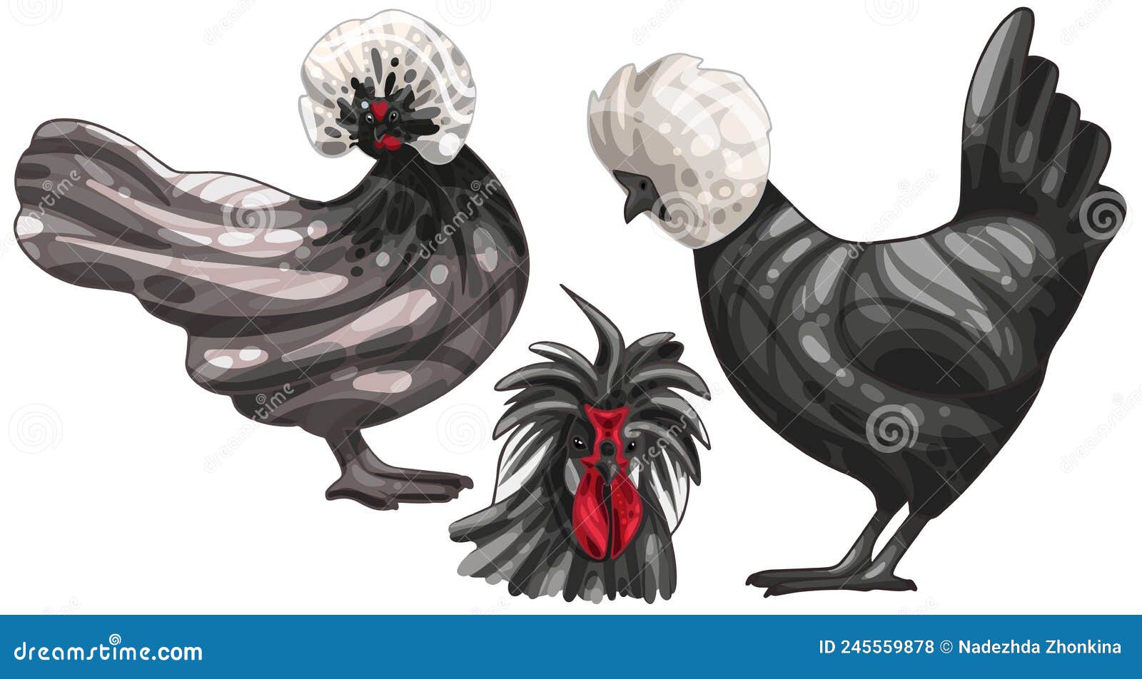 White crested black polish stock vector. Illustration of chickens ...