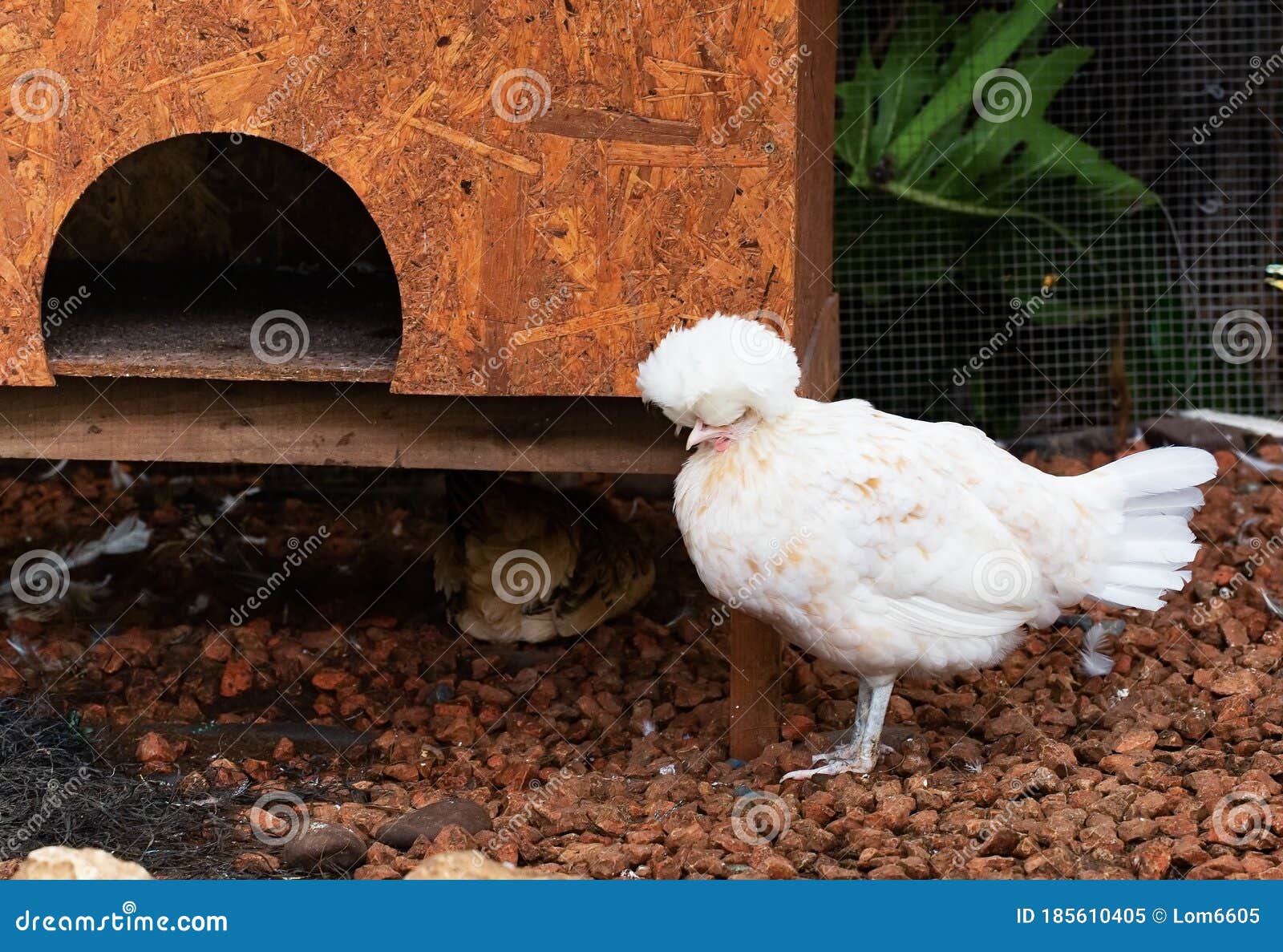 White crested chicken stock image. Image of fancy, domestic - 185610405